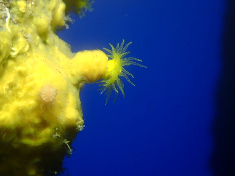 Scuba Diving the Caves and Wrecks of Paxos - Paxos Local Guide